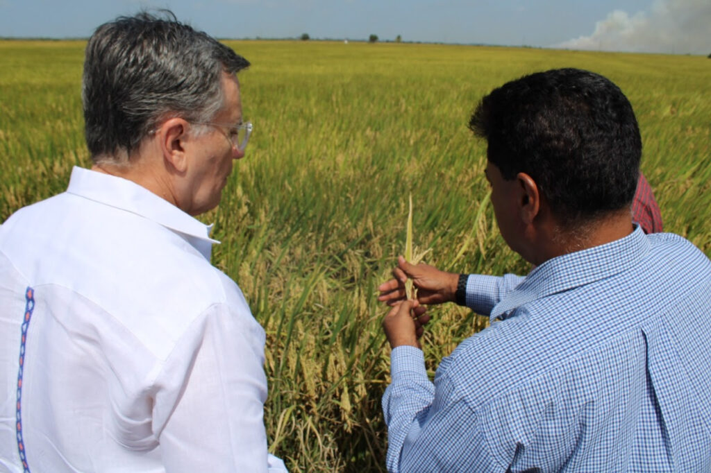 Guyana, IICA unveil new biofortified rice | Guyana Standard